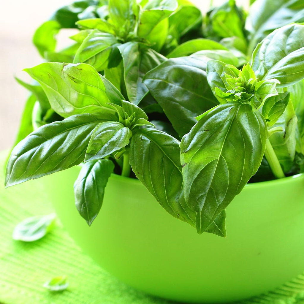 Basil [bunch] – Fruit Thyme