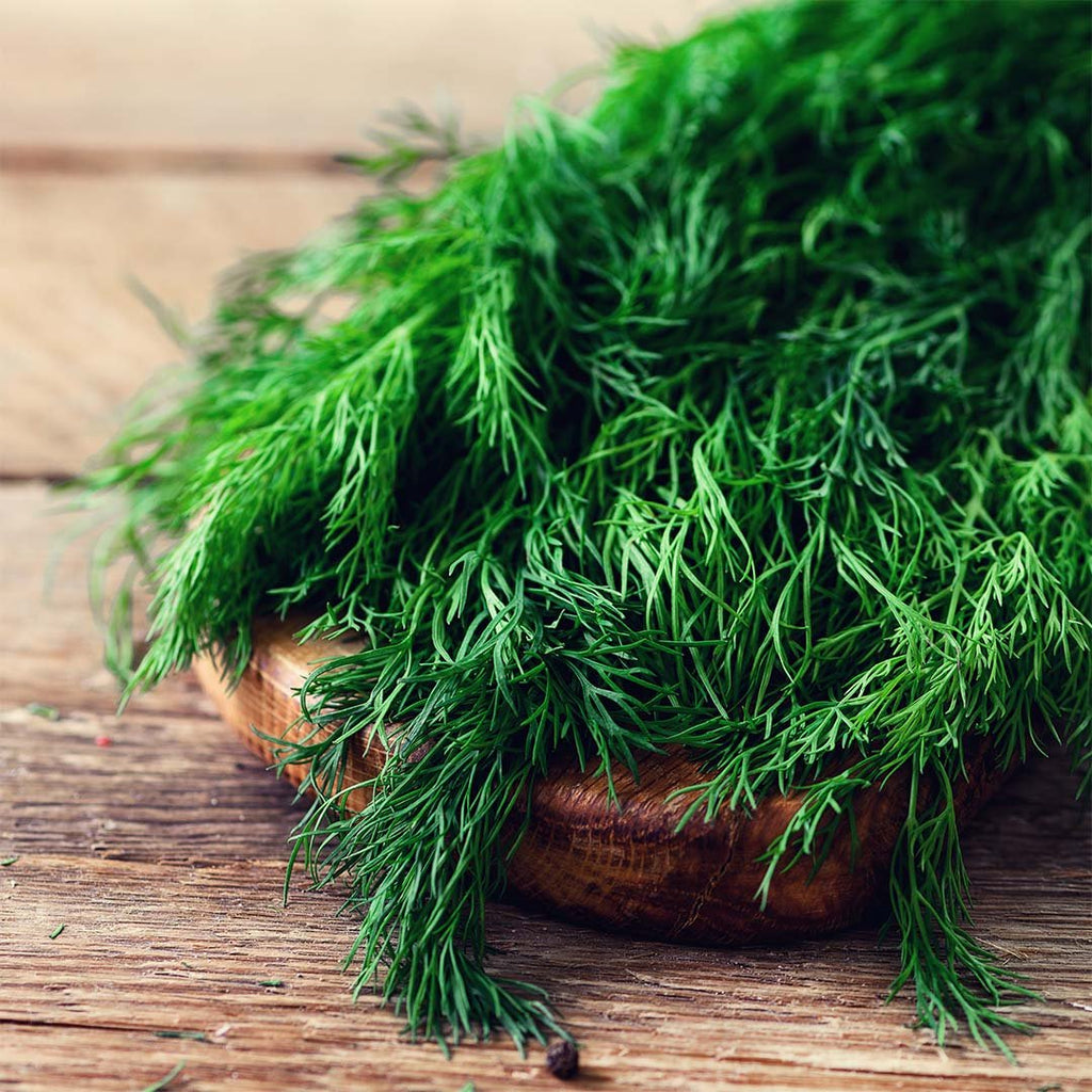Dill [bunch] – Fruit Thyme